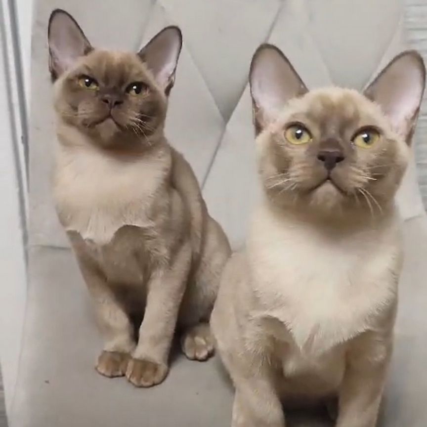 Котенок европейской бурмы
