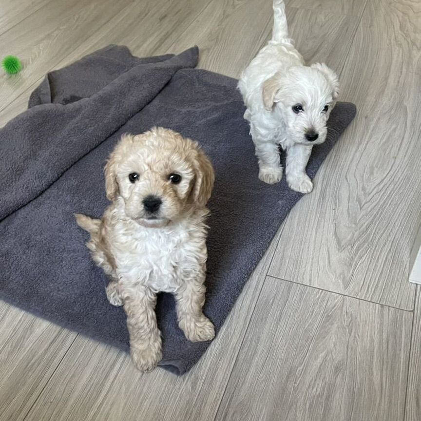 Крохи той-пудели мальчишки 2 мес