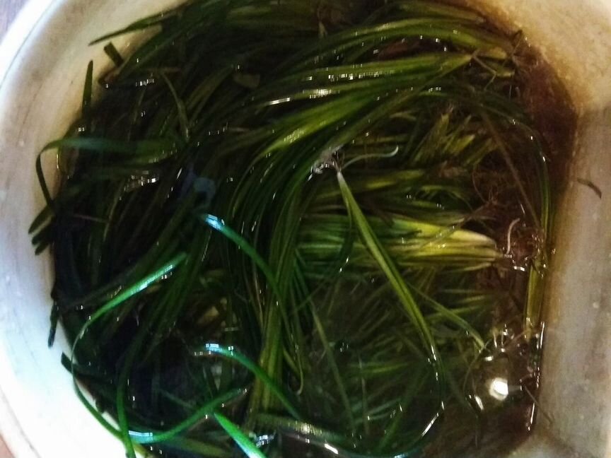 Бесплатно Валлиснерия на большой аквариум