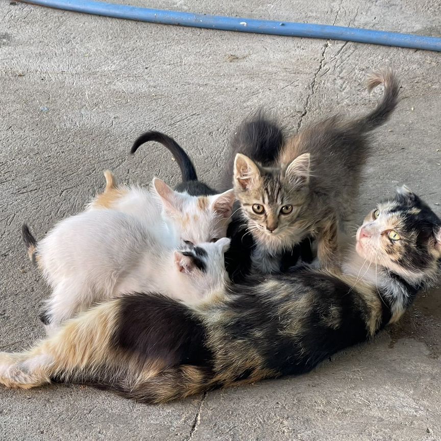 Котята в добрые руки даром