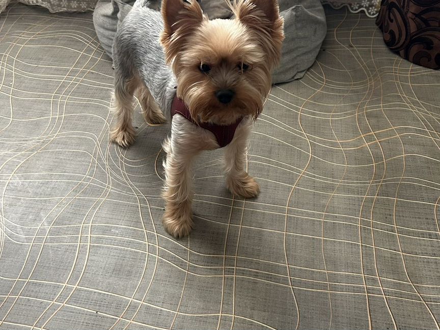 Йоркширский терьер вязка