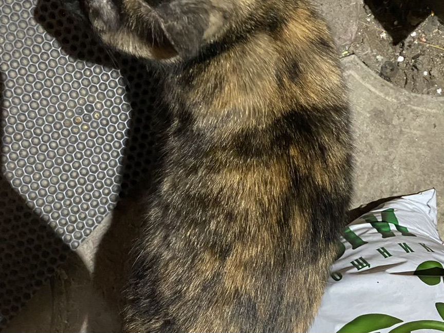 Экзотическая кошка в хорошое руки