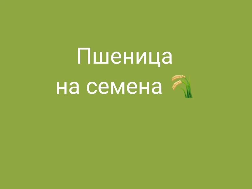 Продаю зерно