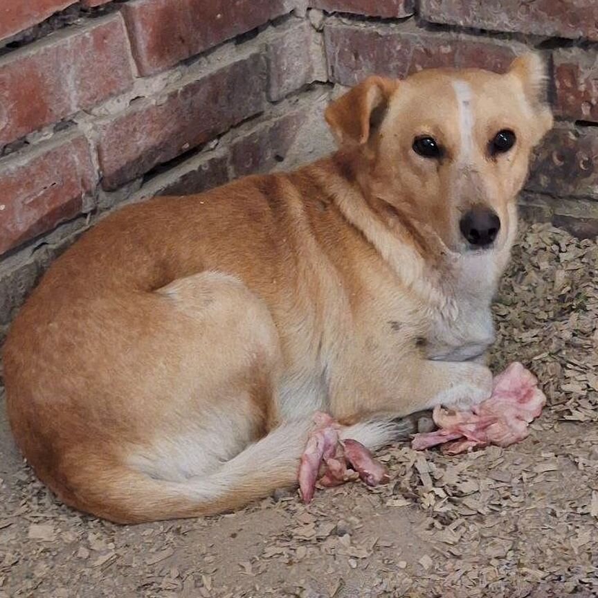 Взрослый пёс в добрые руки