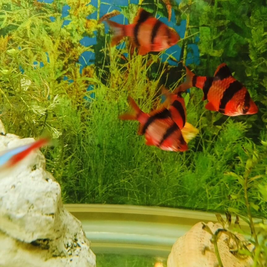 Рыбки барбусы