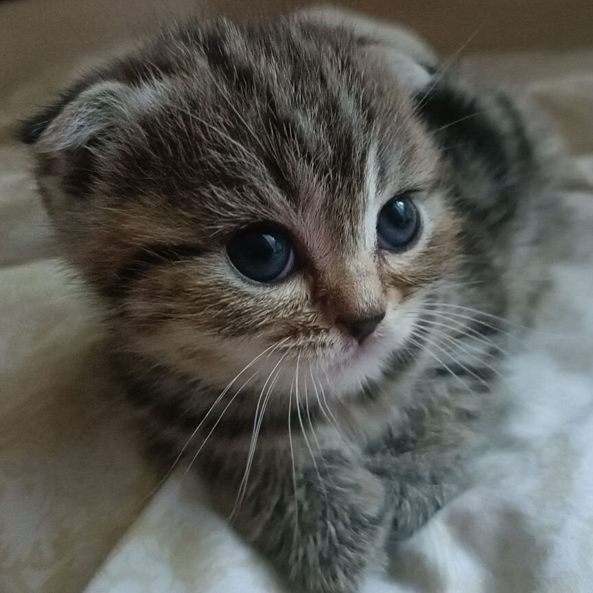Шотландский вислоухий короткошёрстный котёнок