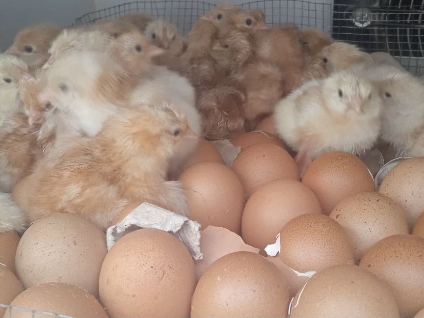 Цыпленок(петушок)