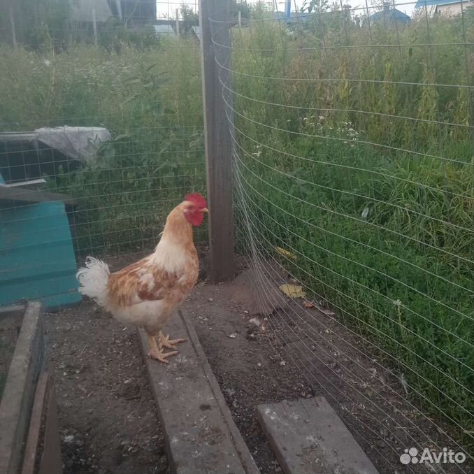 Петух, индюк на племя