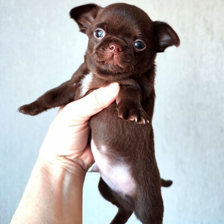 Шоколадный красавчик