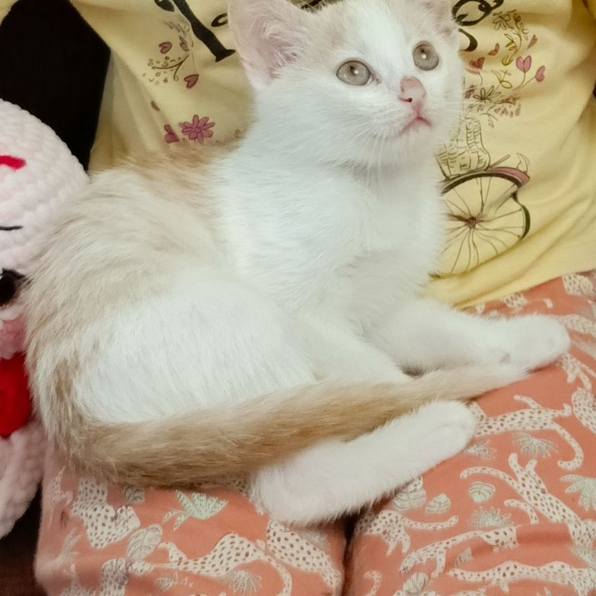 Котята