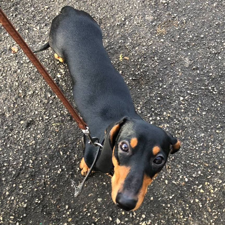 Такса, щенок