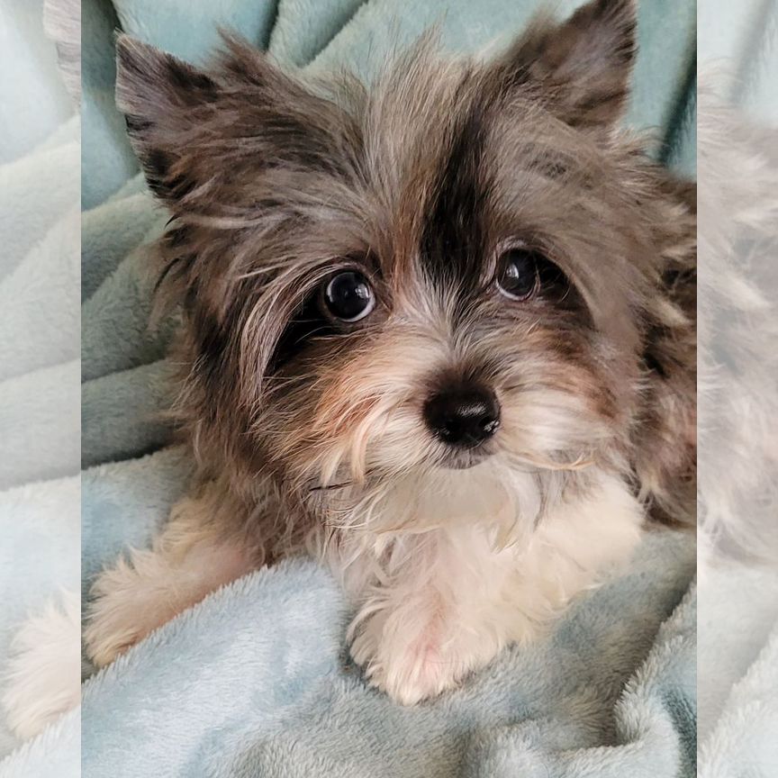 Йоркширский терьер, щенок