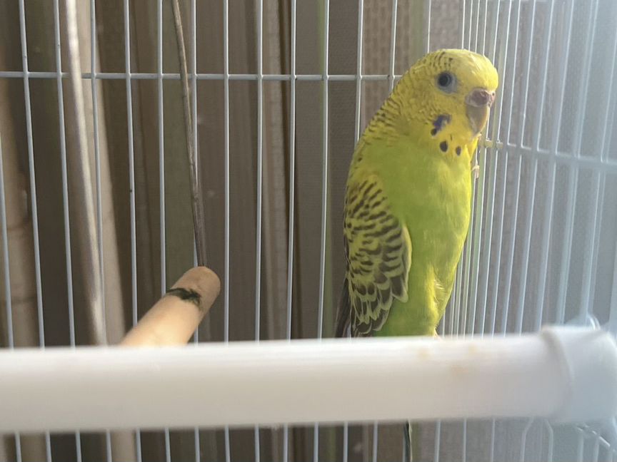 Волнистый попугай девочка