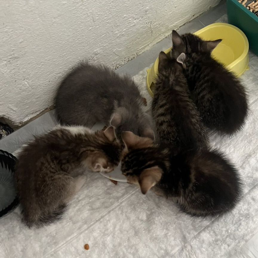 Котёнок в добрые руки