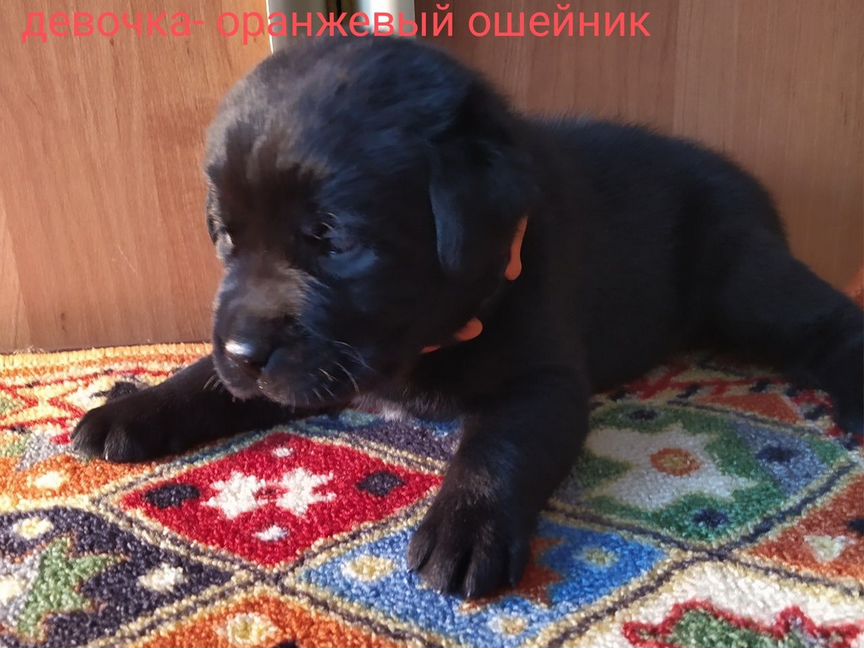 Щенки лабрадора