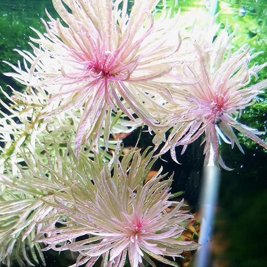 Людвигия Белая Ludwigia Sp. "White"