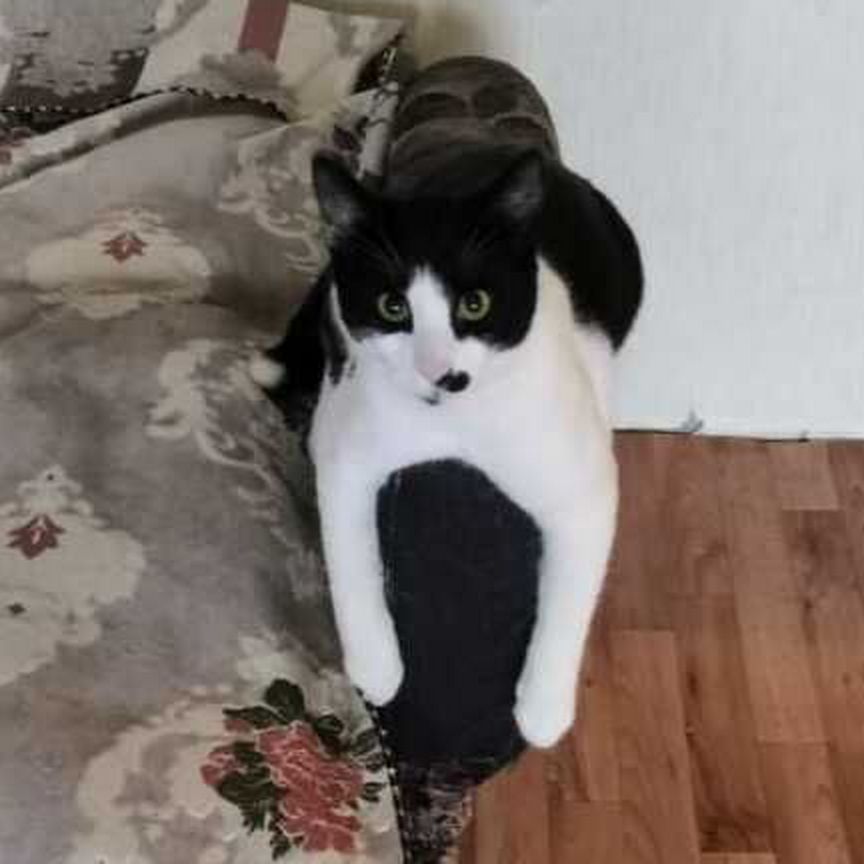 Взрослый кот в добрые руки