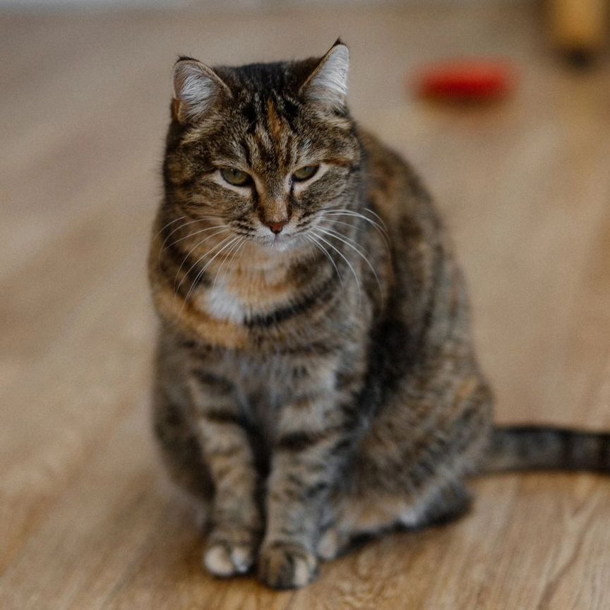 Кошка Бетти ищет дом