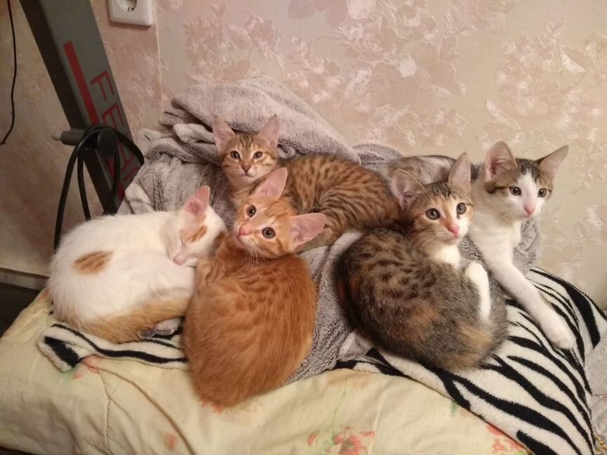 Бесплатно в добрые руки отдадим красивых котят