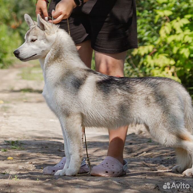 Сибирский хаски щенок мальчик