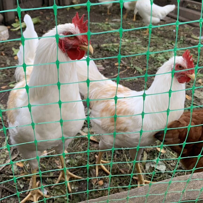 Продам петуха