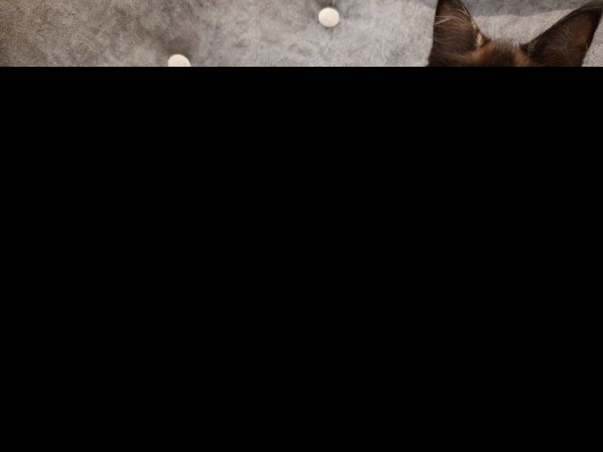 Котёнок Мейн- кун очень ласковая и умная девочка