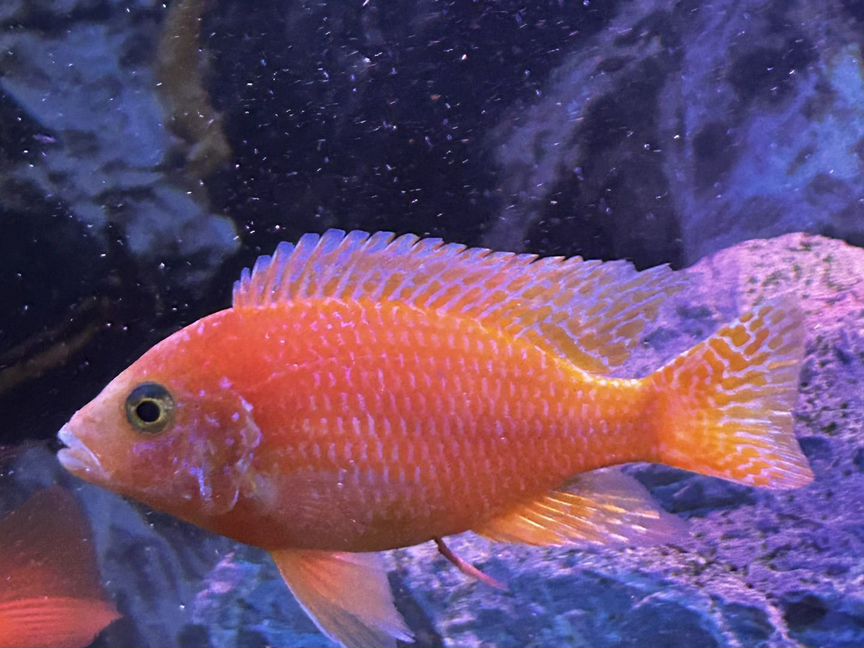 Аулонокара Орхидея