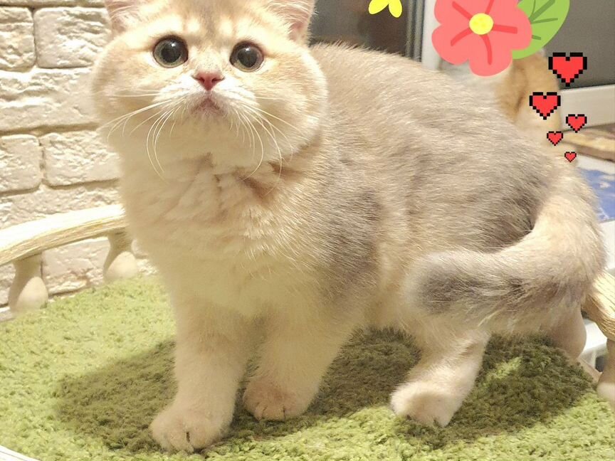 Золотые британские котята