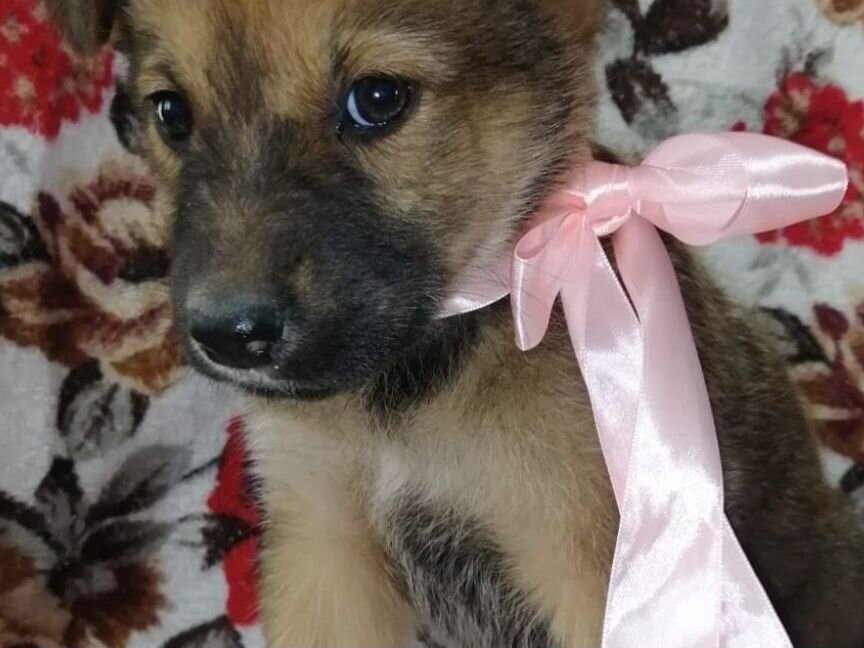 Немецкая овчарка