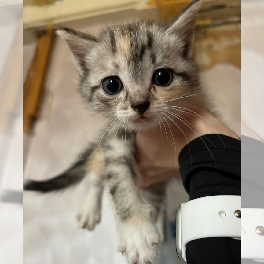 Котята в добрые руки бесплатно