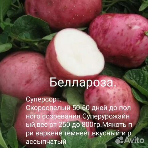 Картофель суперэлита семенной купить в Тюмени | Товары для дома и дачи ...