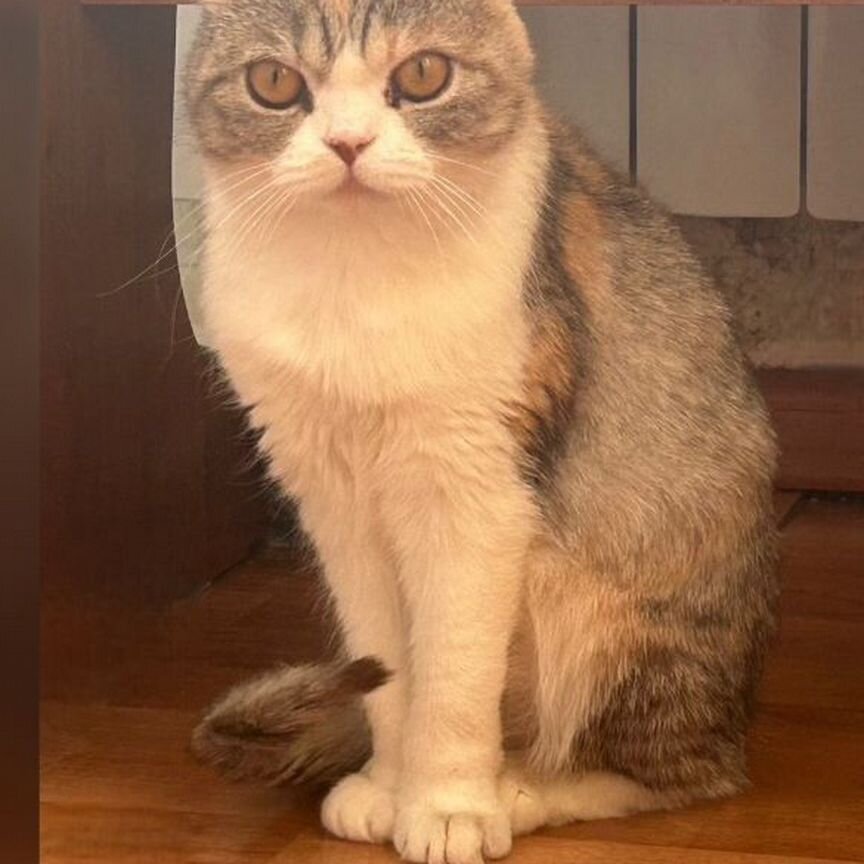 Шотландская вислоухая короткошёрстная, взрослая кошка