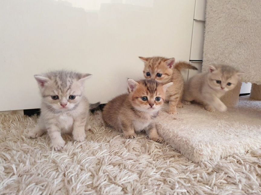 Шотландские котята