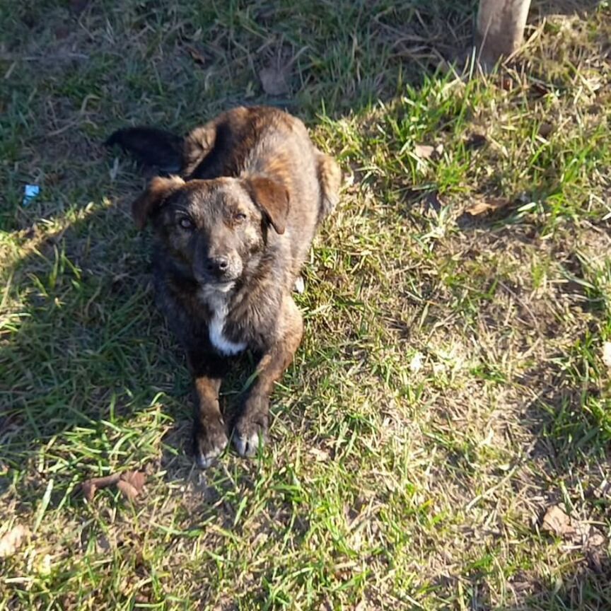 Собачка в добрые руки