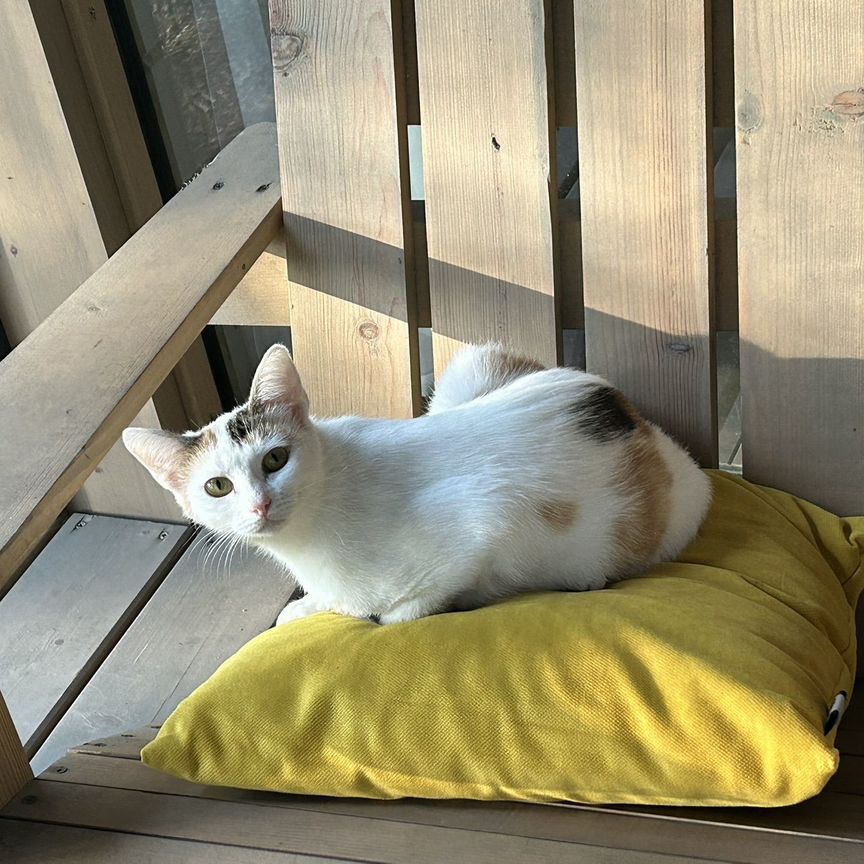 Домашняя кошка