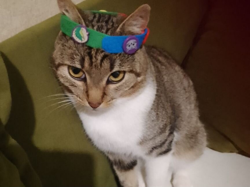 Ласковый котик 7мес