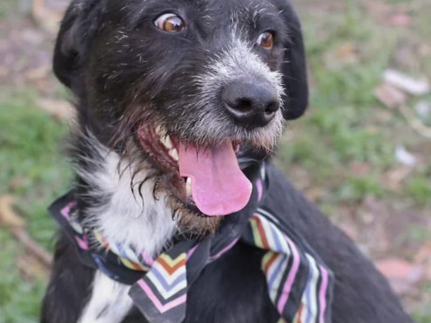 Мальчик метис Ризеншнауцера 1,5 года