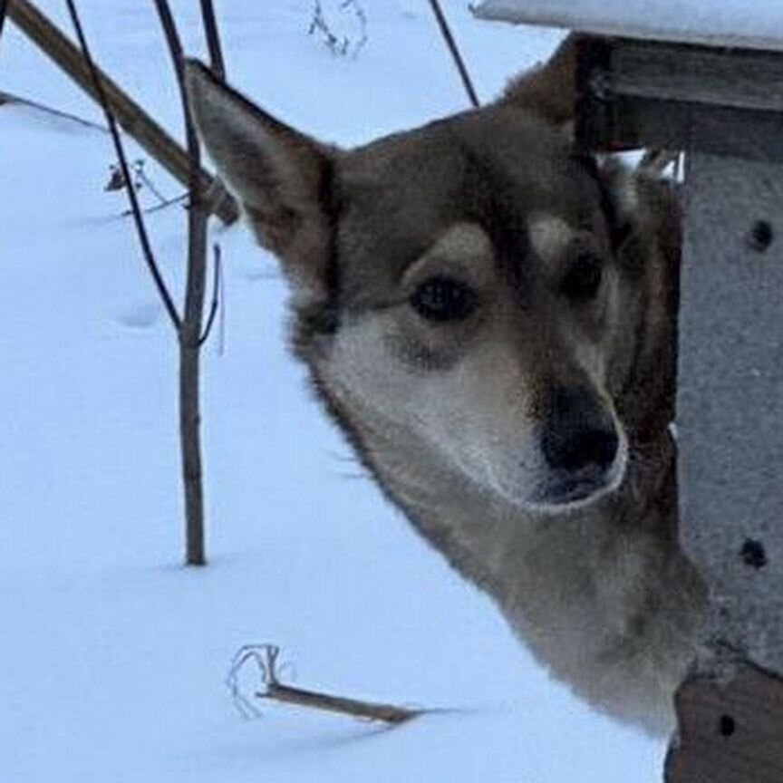Собака осталась без дома