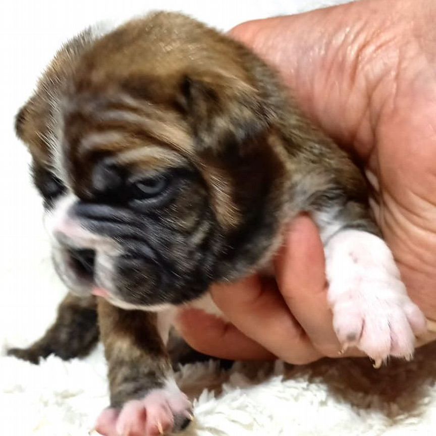 Щенки франзуского бульдога