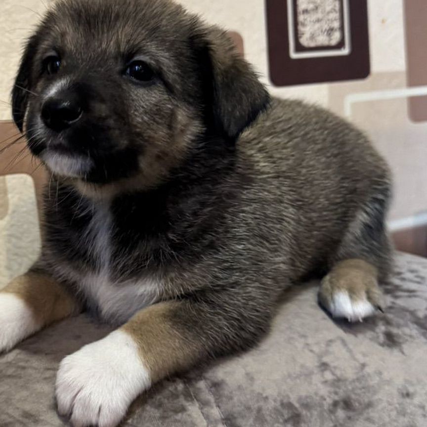 Щенок в добрые руки