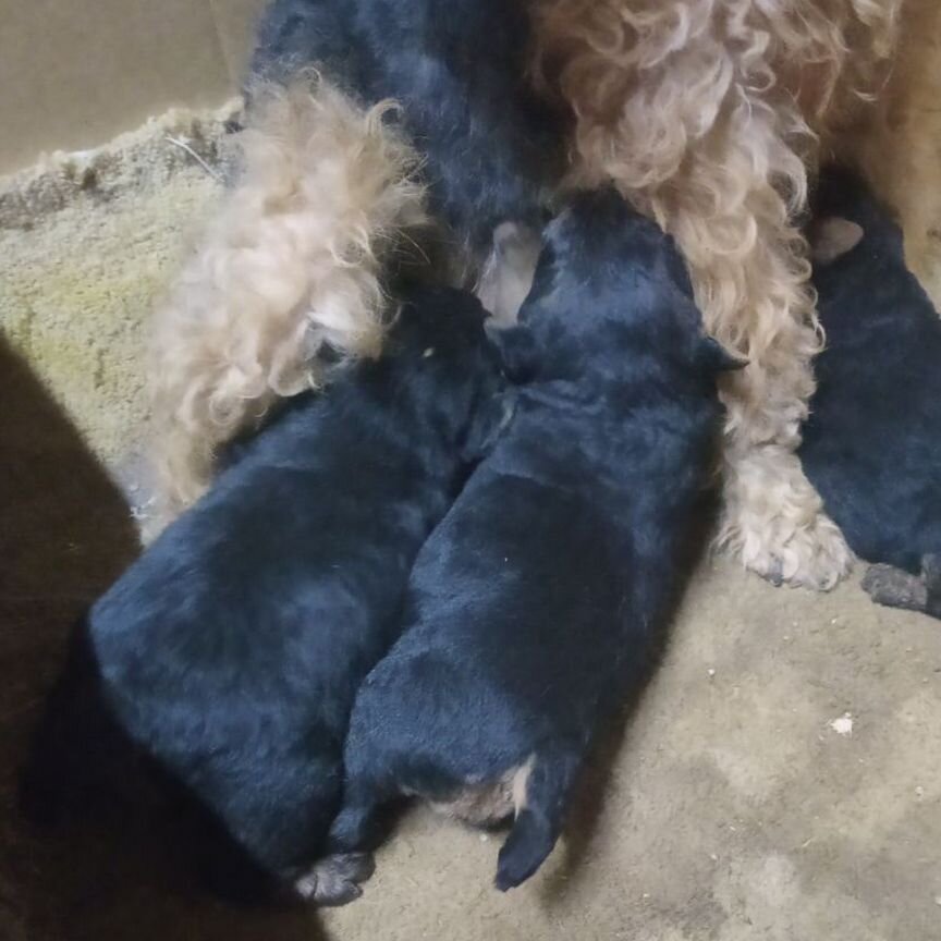 Щенки вельштерьер