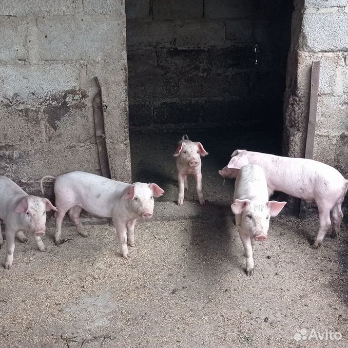 Продам поросят