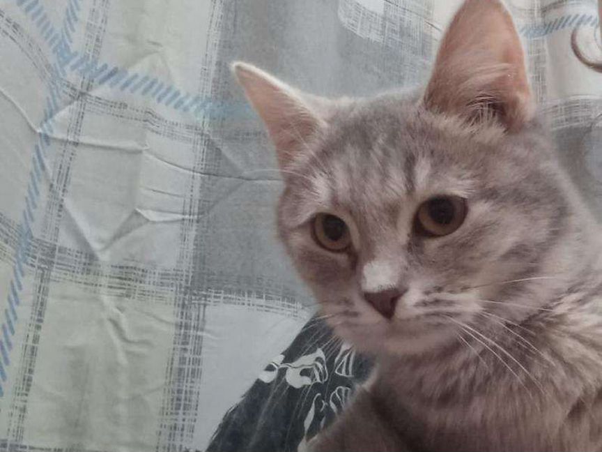 Бездомная кошечка в добрые руки. Доставим