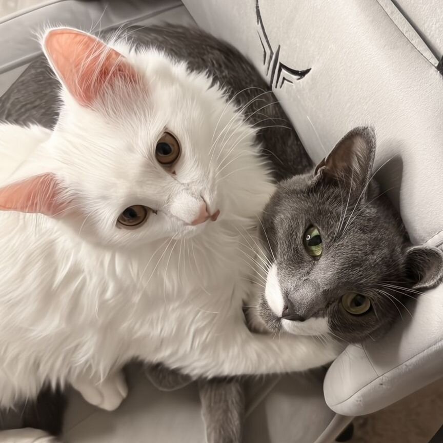 Британский короткошёрстный кот, взрослый