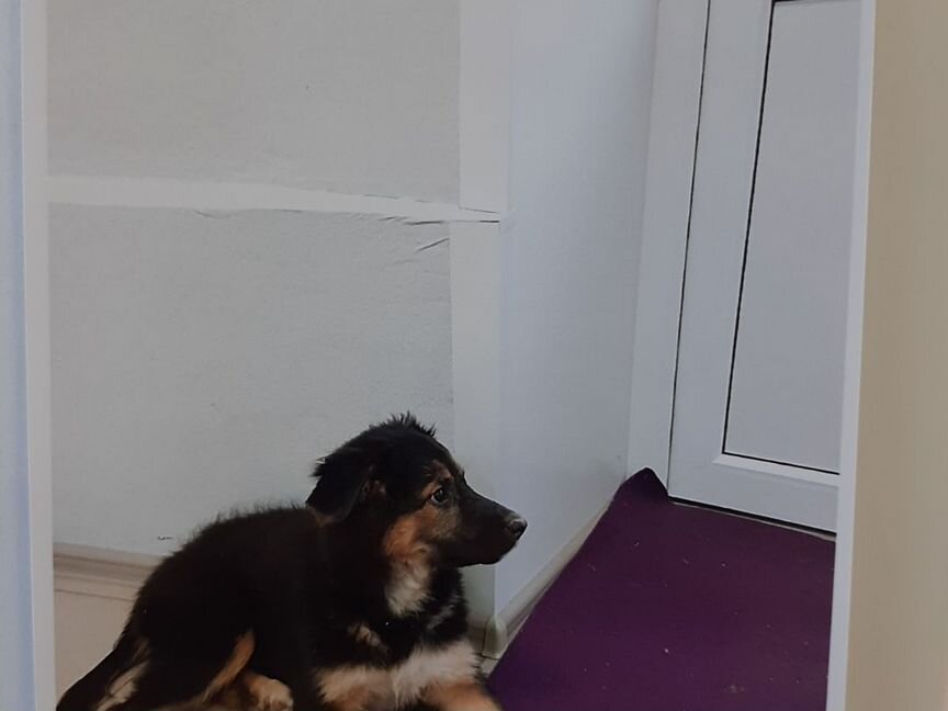 Собака в добрые руки