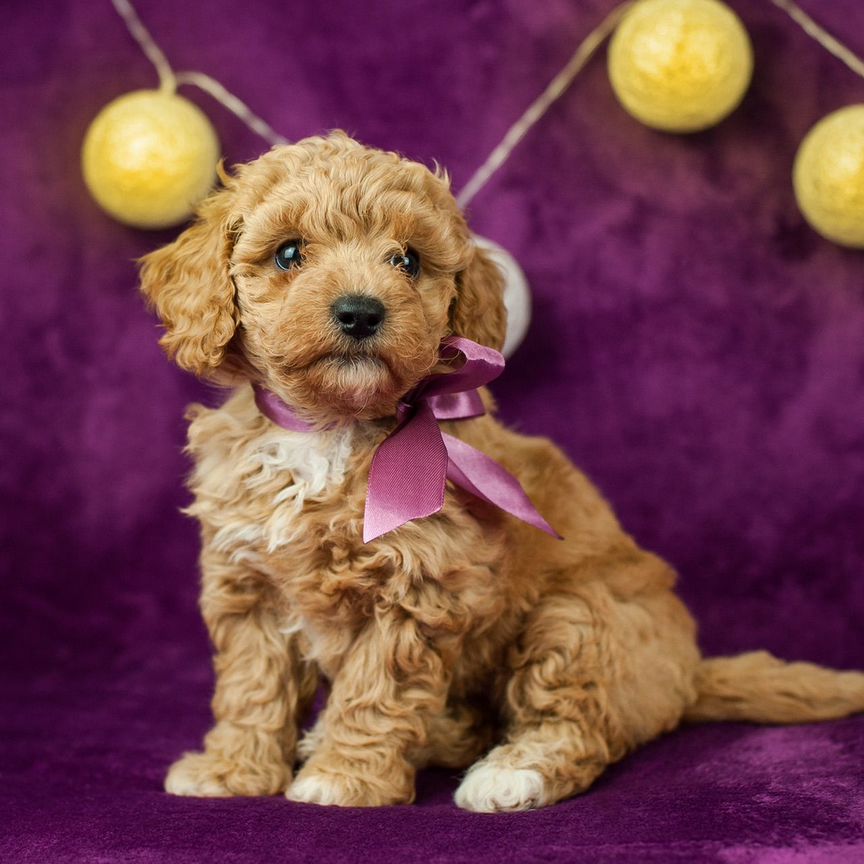 Бишпу-Пушон