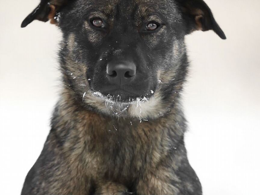 Бентли, молоденькая девочка из приюта, ищет дом