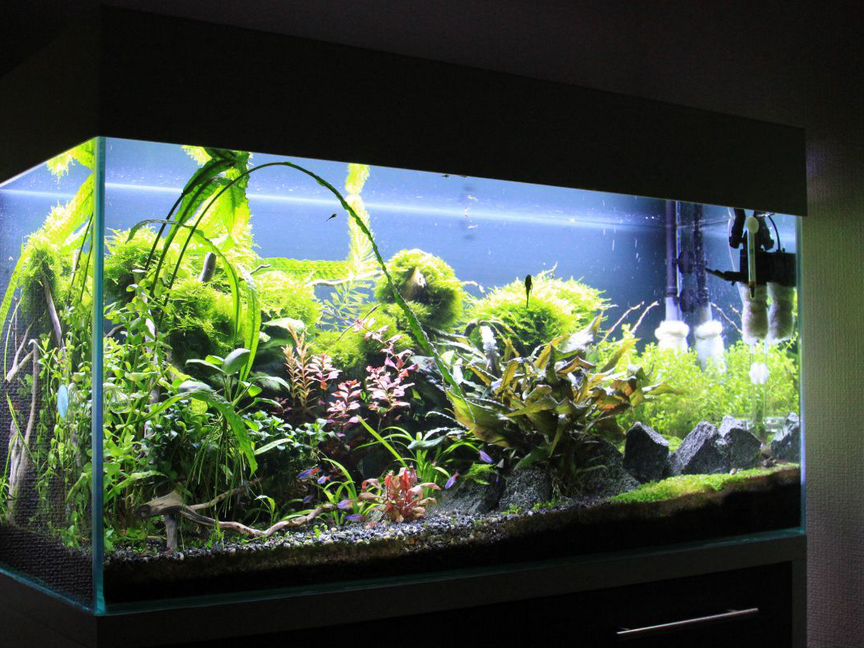 Аквариум