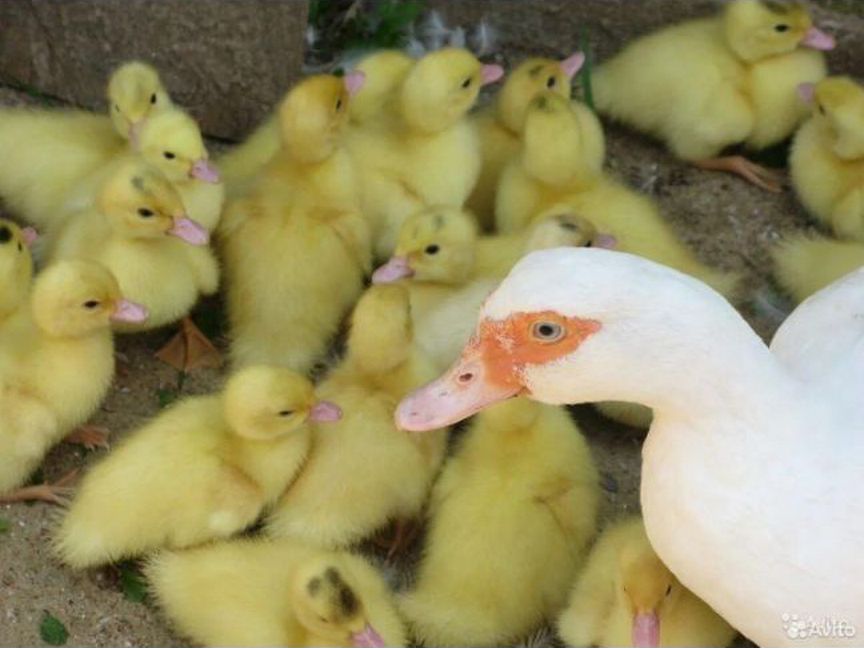 2-х месячные французские белые утята индоуток