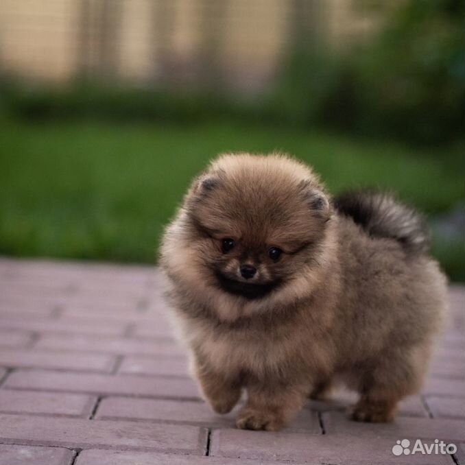 Бомбическая мини девочка померанский шпиц